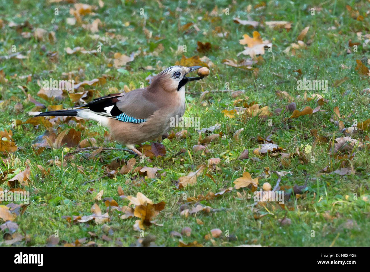Jaybird hi-res stock photography and images - Alamy