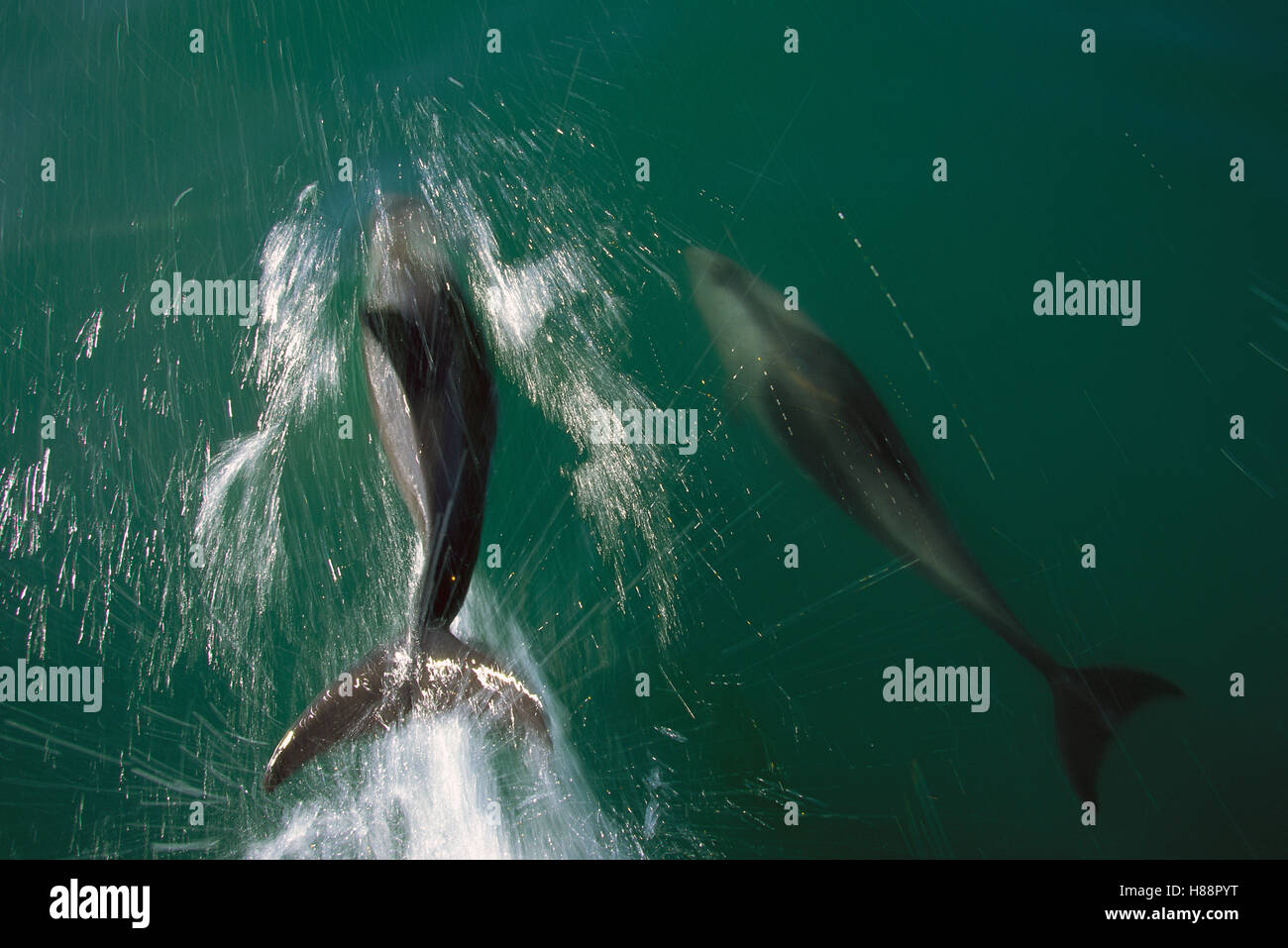 Heaviside's Dolphin (Cephalorhynchus heavisidii) bowriding, Lambert's ...