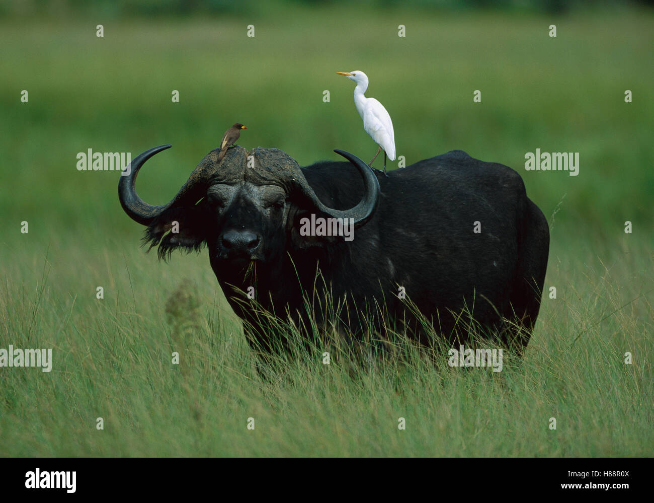 Cape Buffalo (Syncerus caffer) with Cattle Egret (Bubulcus ibis) on its ...