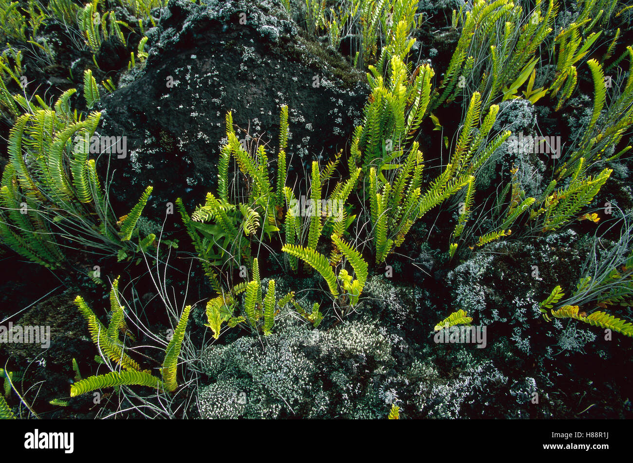 Ferns growing from two year old lava flow, Reunion Island, Indian Ocean ...
