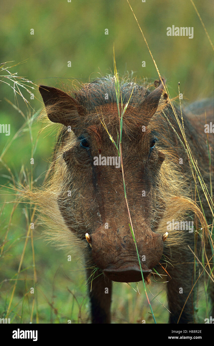 Cape Warthog (Phacochoerus aethiopicus), Itala Game Reserve, South ...