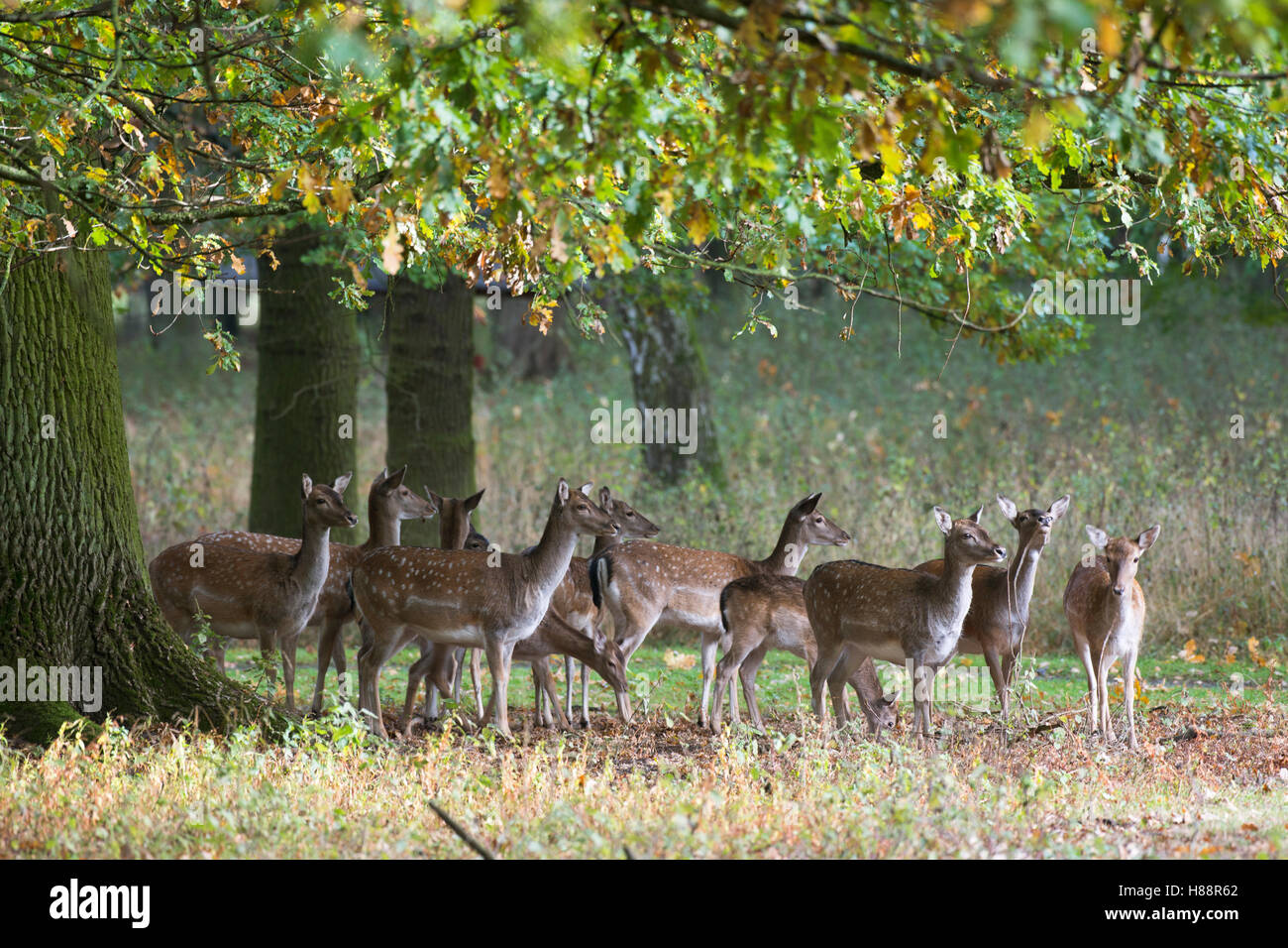 Fallow deer (Dama dama), herd under oak trees, captive, Niedersachsen ...