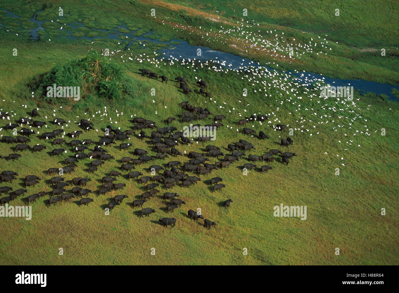 Cape Buffalo (Syncerus caffer) herd with Cattle Egret (Bubulcus ibis ...