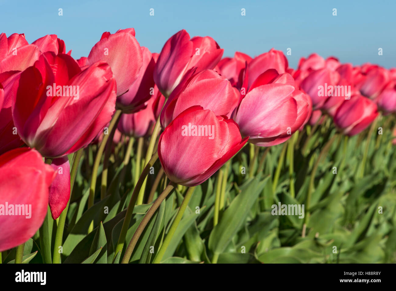 Field of red tulips (Tulipa sp.), Bollenstreek, Netherlands Stock Photo ...