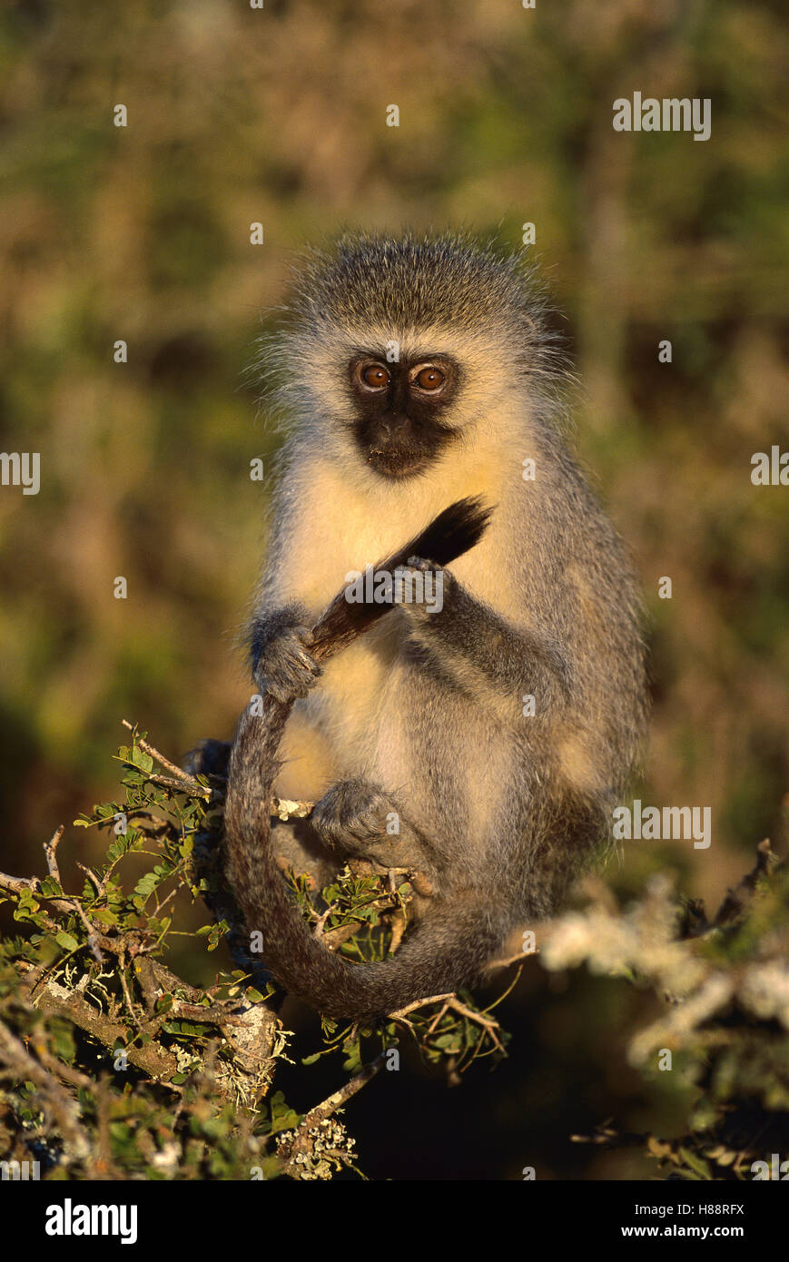 Black-faced Vervet Monkey (Cercopithecus aethiops) holding it's tail ...