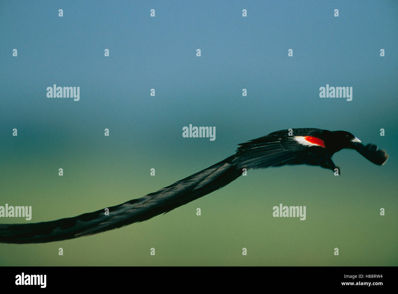 Long-tailed Widow (Euplectes progne) side view of a male flying ...