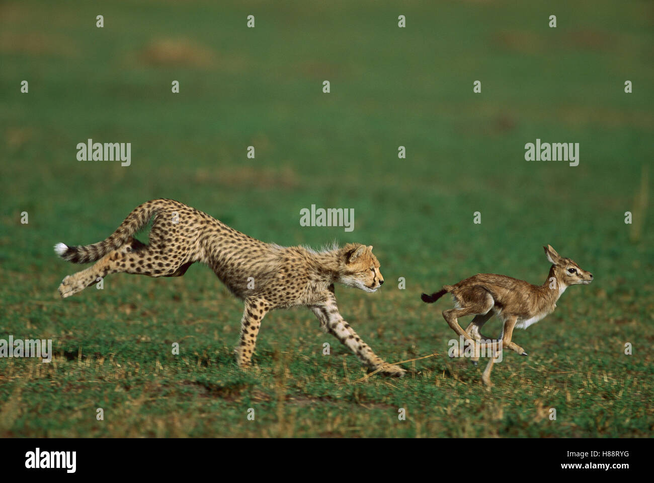 Cheetah (Acinonyx jubatus) cub chasing a Thomson's Gazelle (Eudorcas ...
