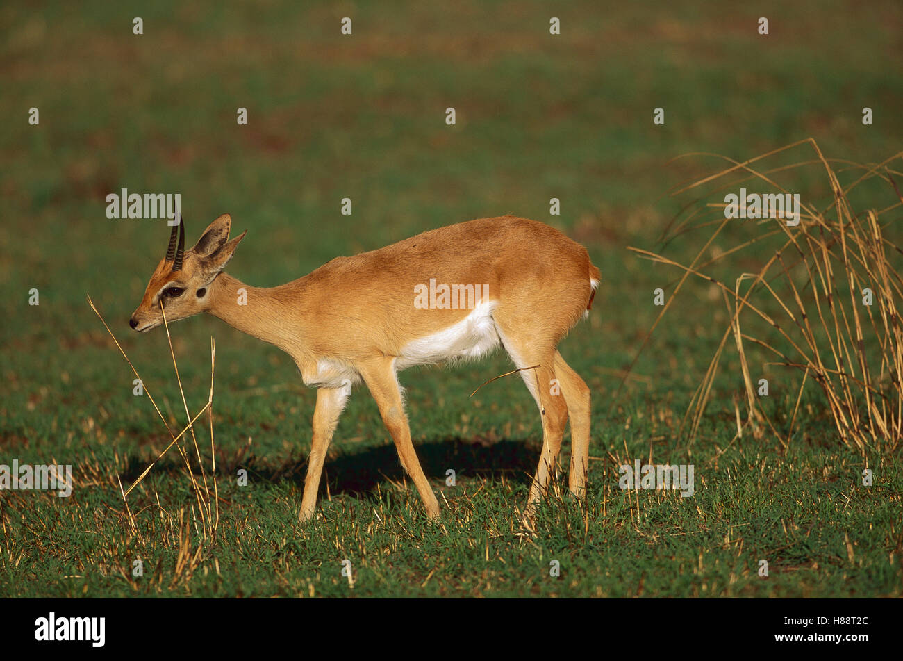 Oribi Antelope (Ourebia ourebi) male marking territory with preorbital gland, Masai Mara ...