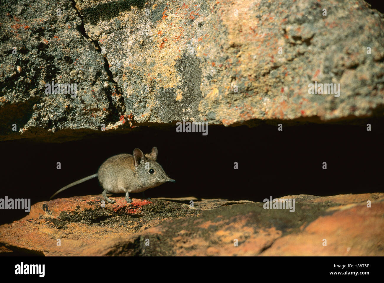 Elephant Shrew (Macroscelididae), Bushmans Kloof, Cederberg, South ...