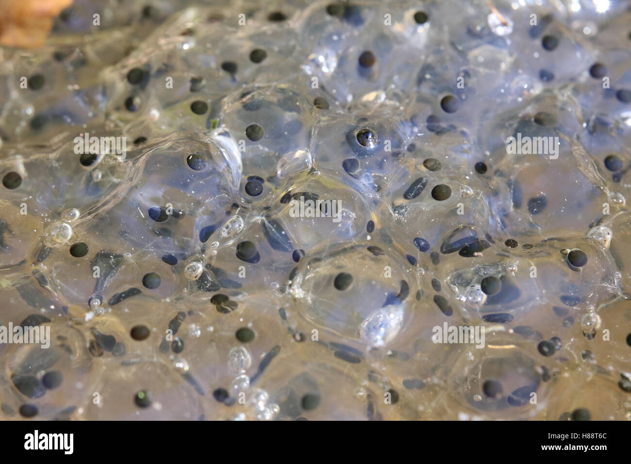 Macro shot of European common frog (Rana temporaria) spawn Stock Photo - Alamy