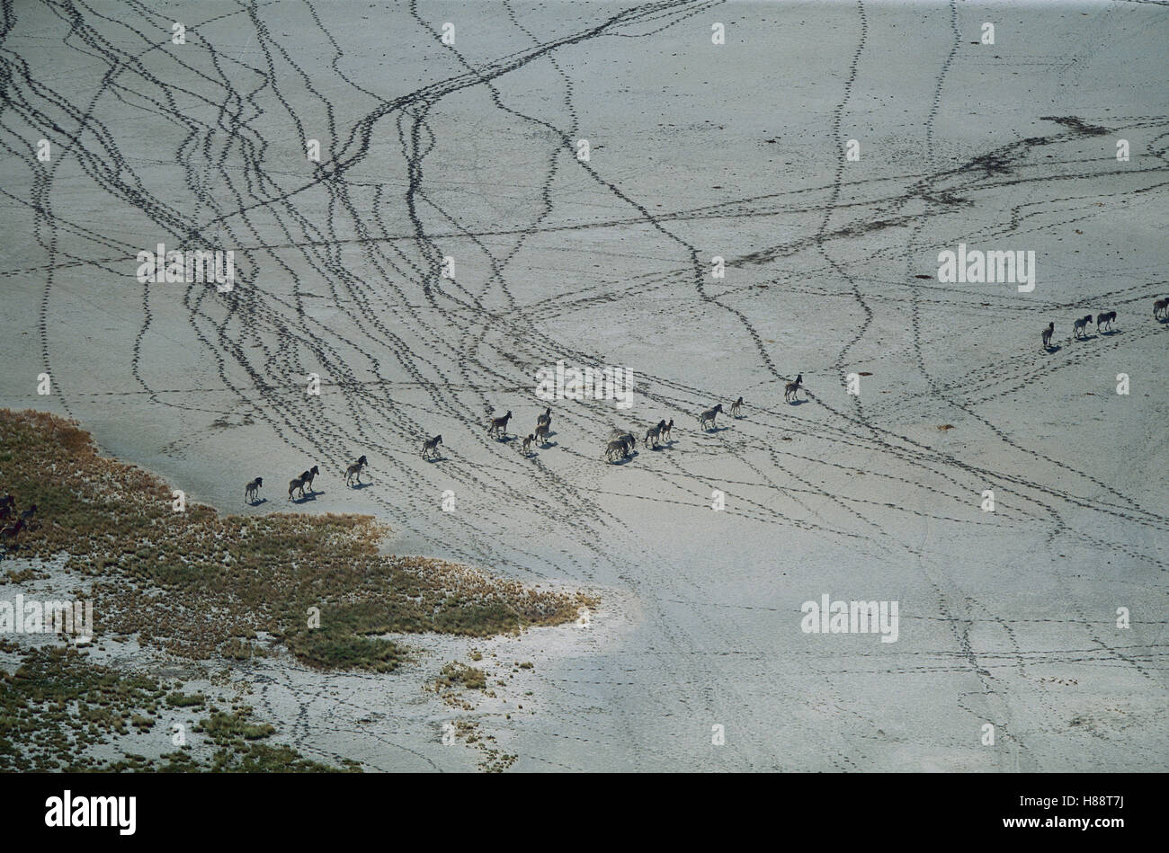 Burchell's Zebra (Equus burchellii) herd crossing pan during summer dry ...