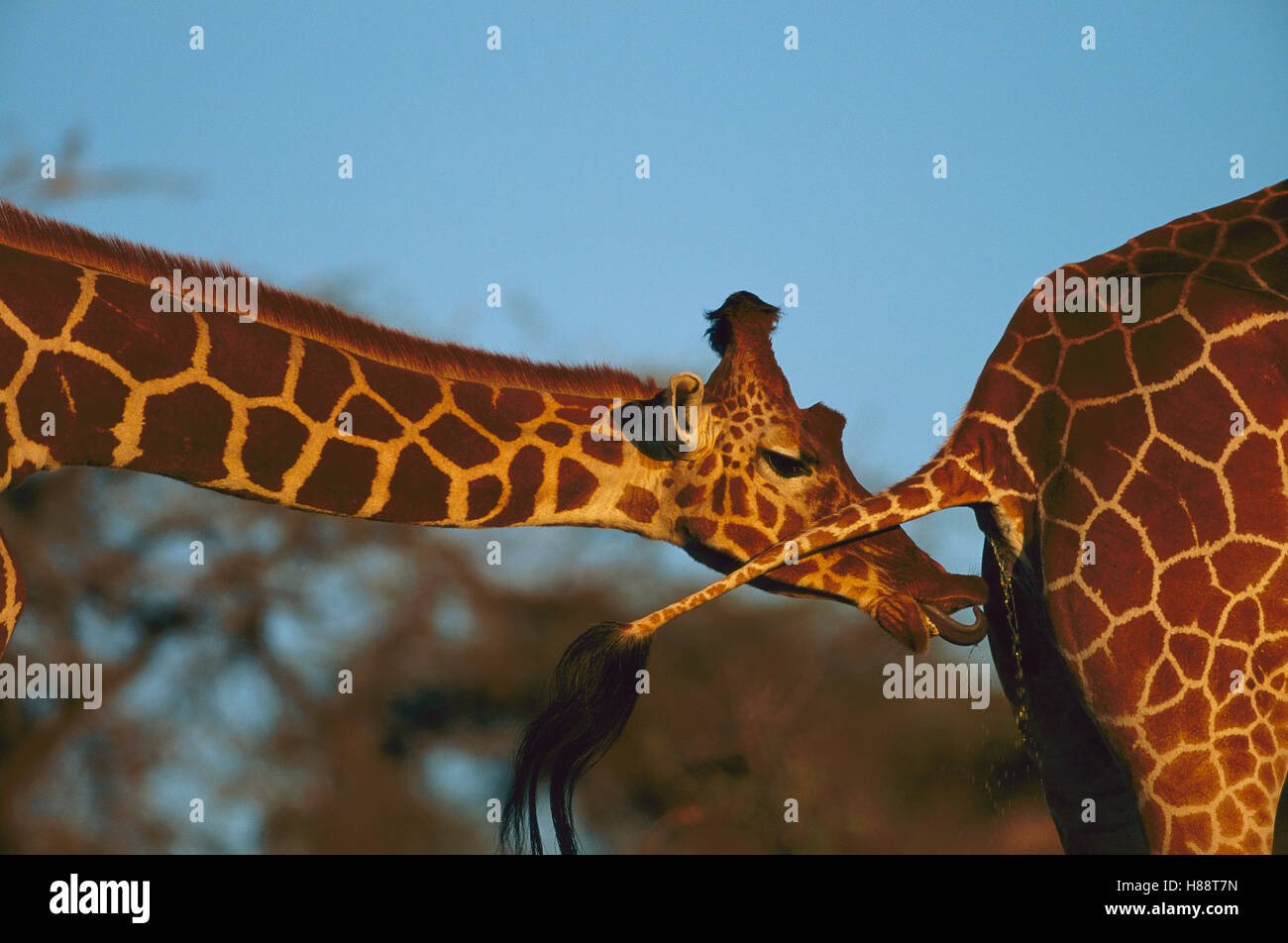 Reticulated Giraffe (Giraffa camelopardalis reticulata) the male is ...