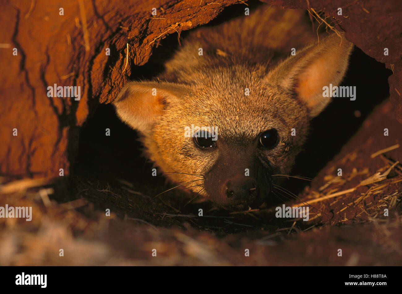 Aardwolf (Proteles cristatus) peeking out from burrow, Madikwe Game ...