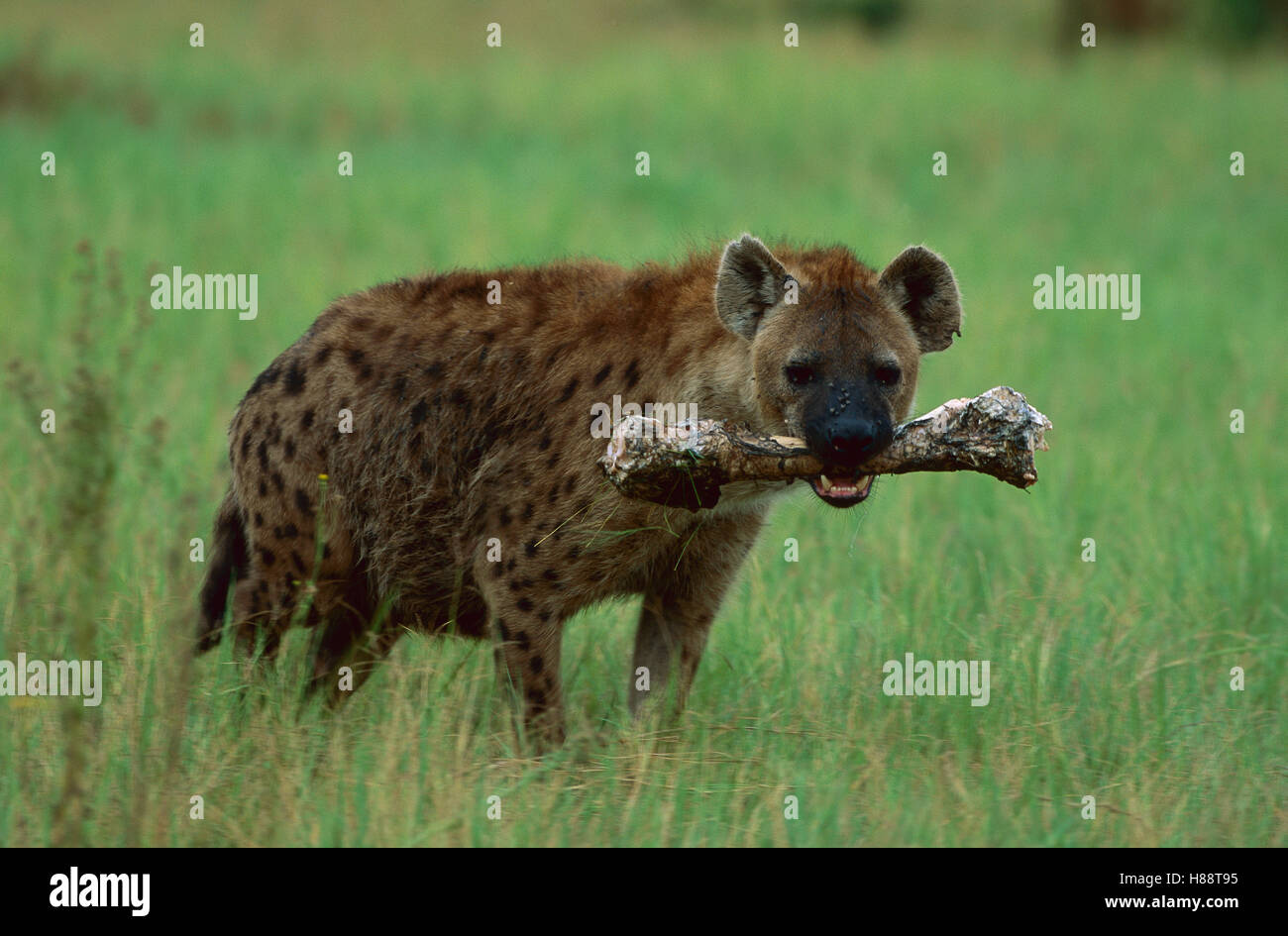 Spotted Hyena (Crocuta crocuta) carrying a bone, Okavango Delta ...