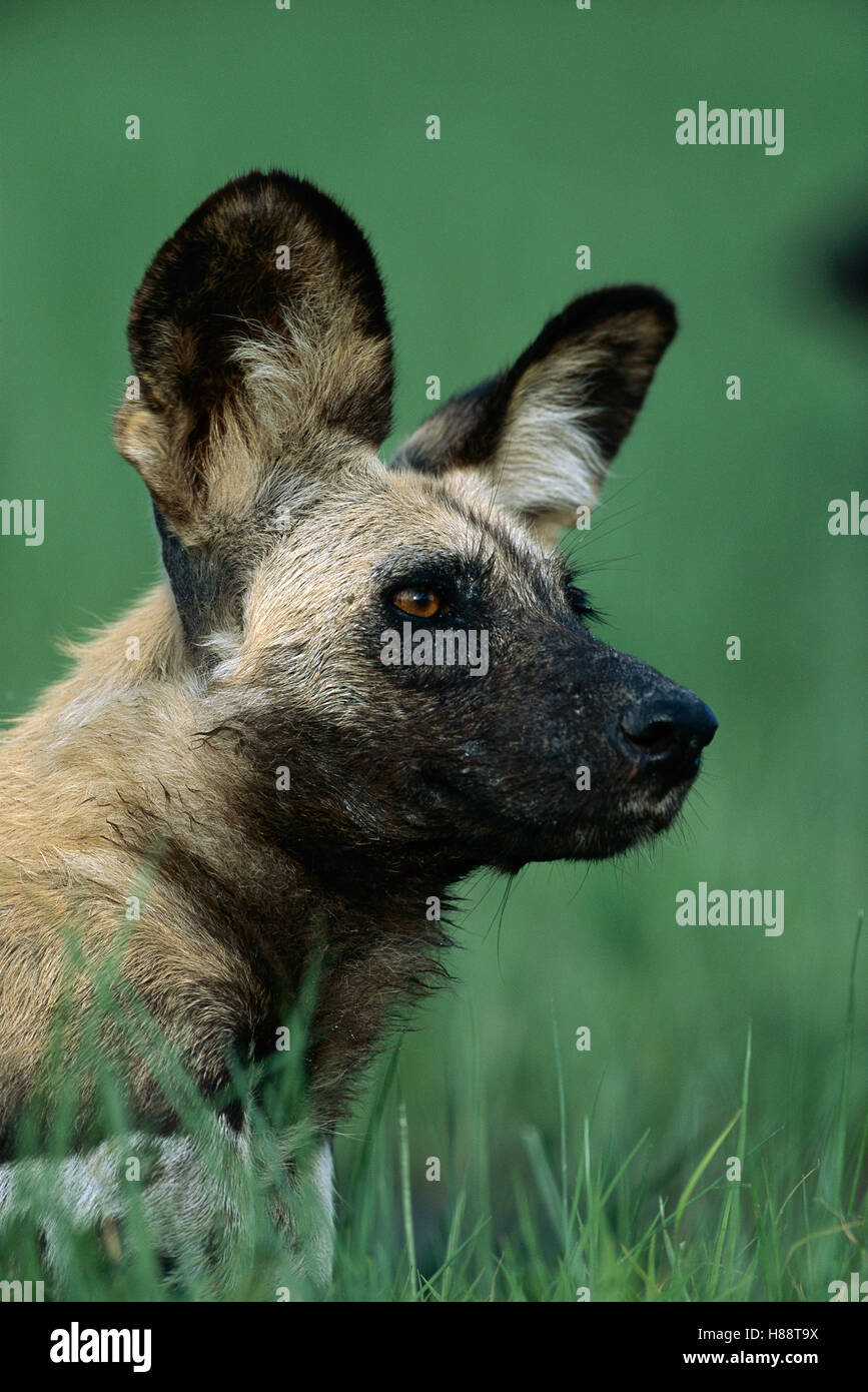 African Wild Dog (Lycaon pictus) portrait in summer, Savuti, Chobe ...