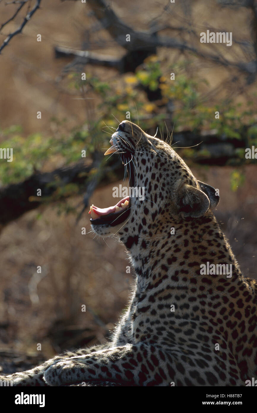 Leopard (Panthera pardus) male yawning in winter, Malamala Game Reserve ...