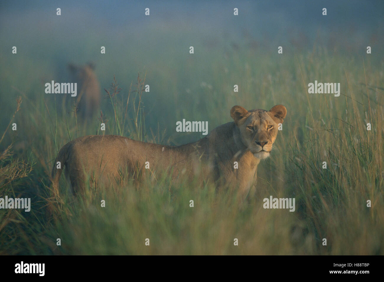 African Lion (Panthera leo), African Lioness in the dawn mist in summer ...