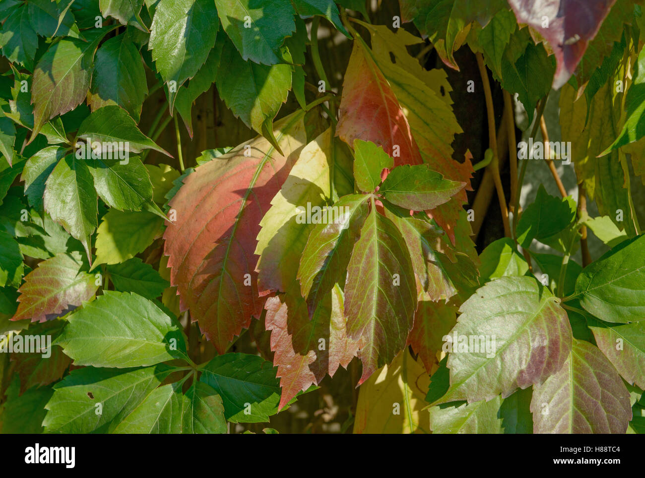 Close-up view creeper grape (Virginia creeper) green foliage that is ...