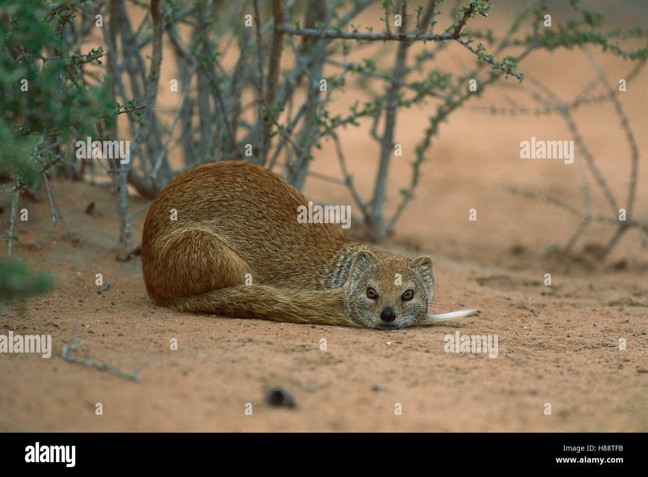 Yellow Mongoose (Cynictis penicillata), Kgalagadi Transfrontier Park ...