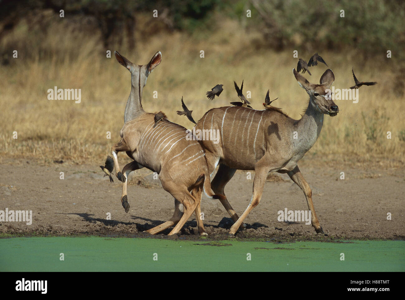 Greater Kudu (Tragelaphus strepsiceros) startled female pair and ...