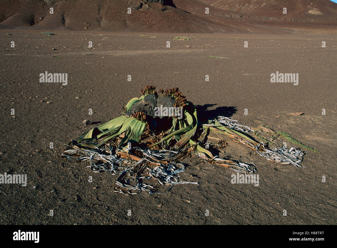 Welwitschia (Welwitschia mirabilis) plant, Namib Desert, Namibia Stock ...