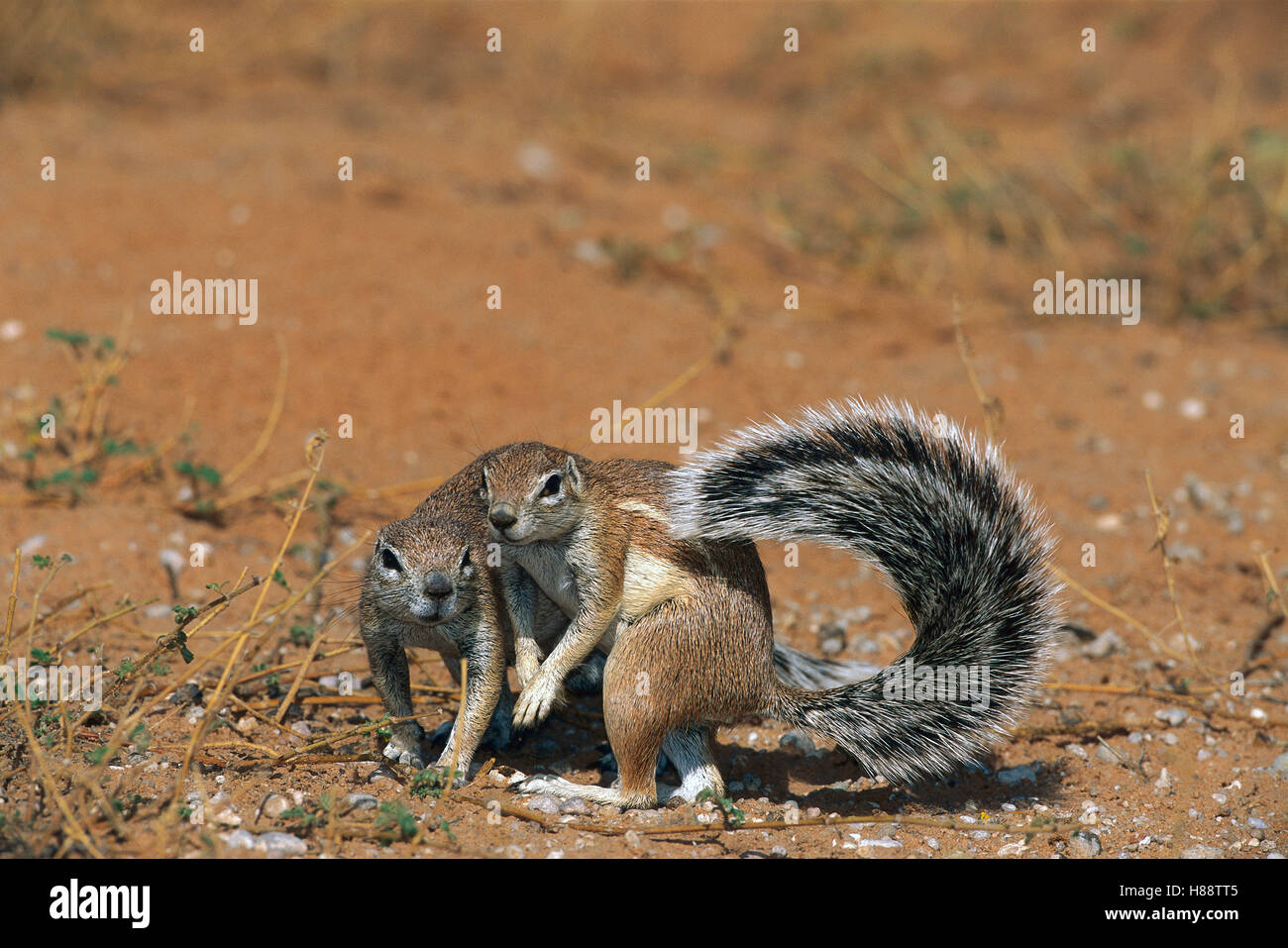 Striped Ground Squirrel (Xerus erythropus) pair, one using it's tail as ...