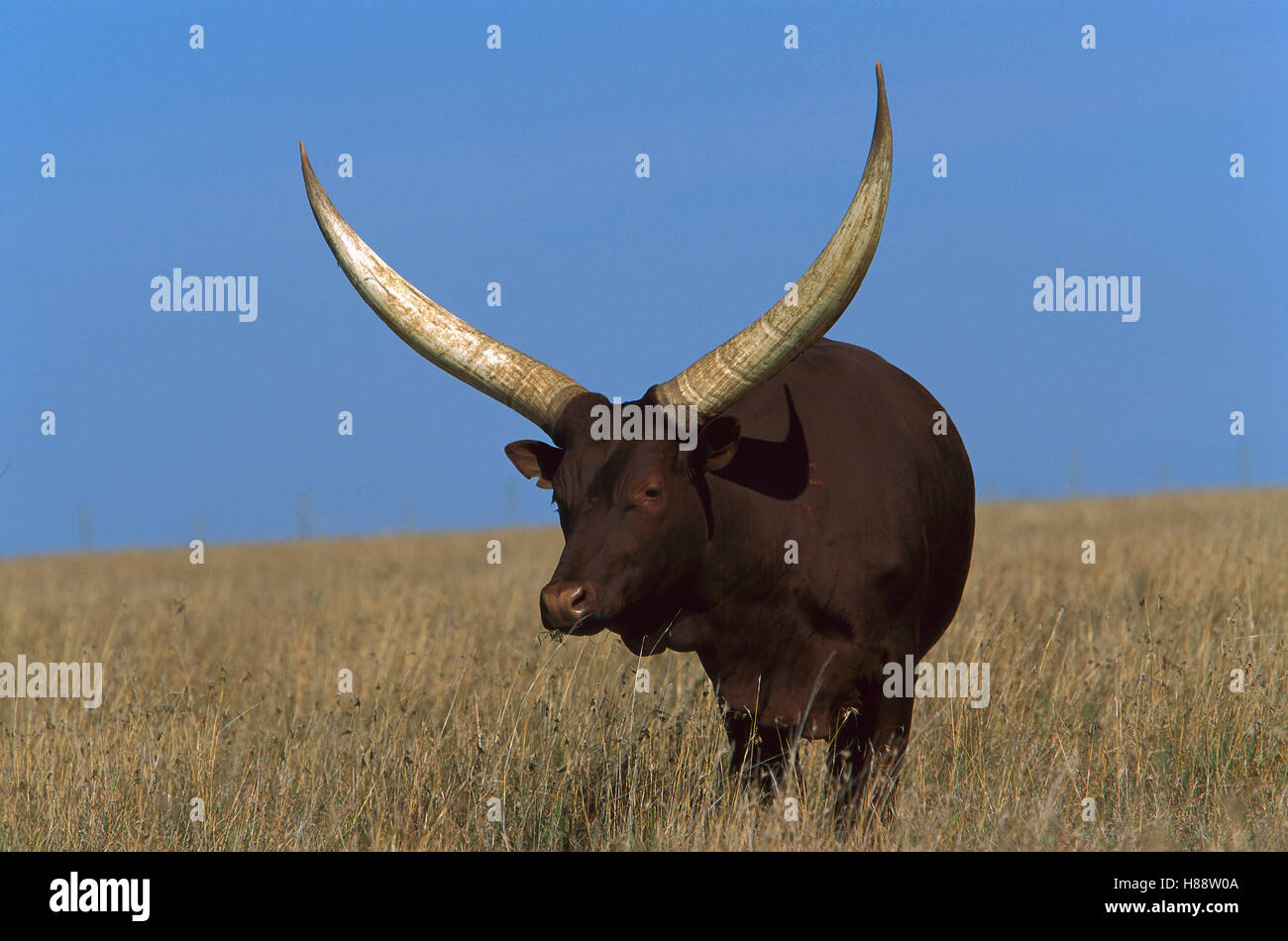 Domestic Cattle (Bos taurus) ankole race, Laikipia, Kenya Stock Photo ...