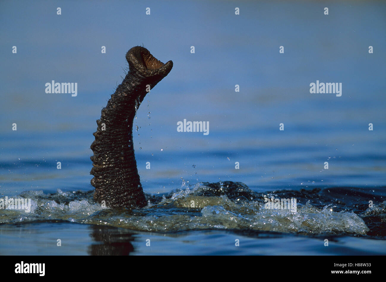 African Elephant (Loxodonta africana) swimming through Chobe River ...