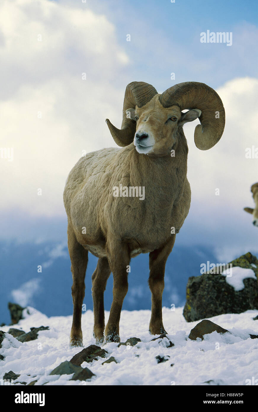 Bighorn Sheep (Ovis canadensis) ram standing in snow on Lostine ridge ...