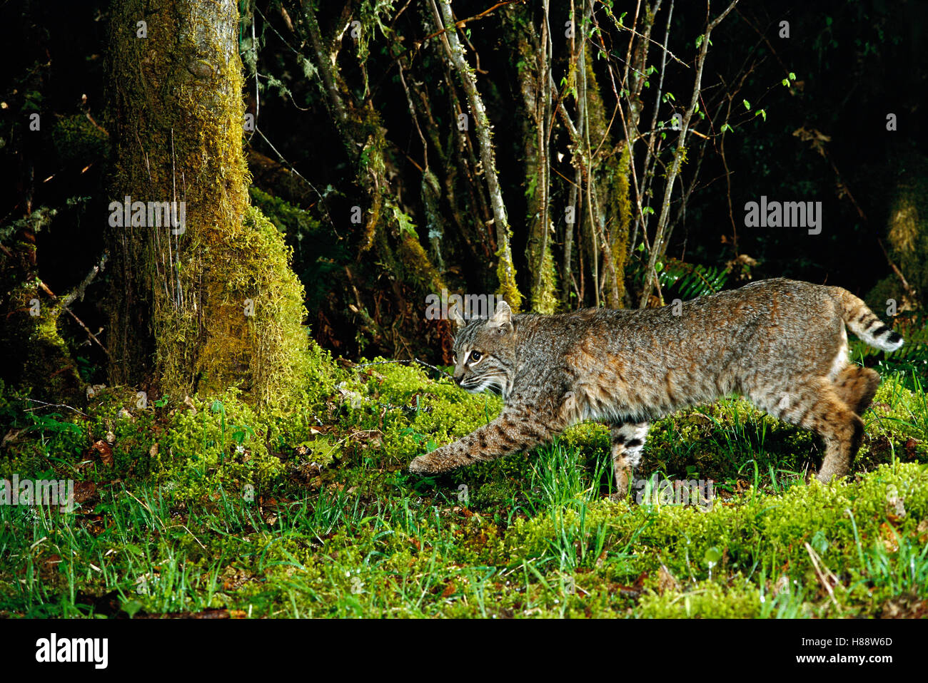 Bobcat (Lynx rufus) walking through forest at night, Mt Hood National ...