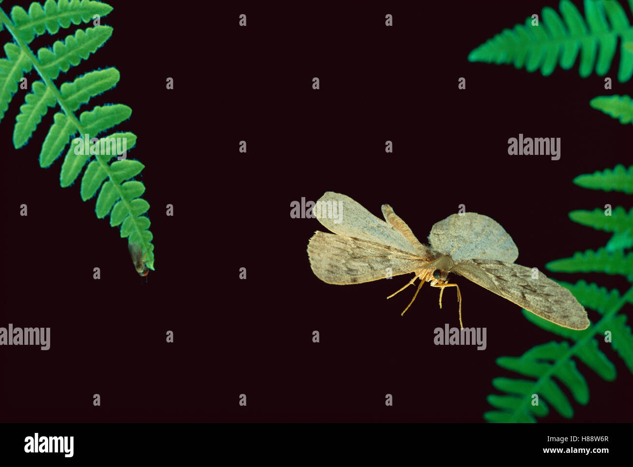 Looper Moth (Geometridae) flying at night, Willamette National Forest ...