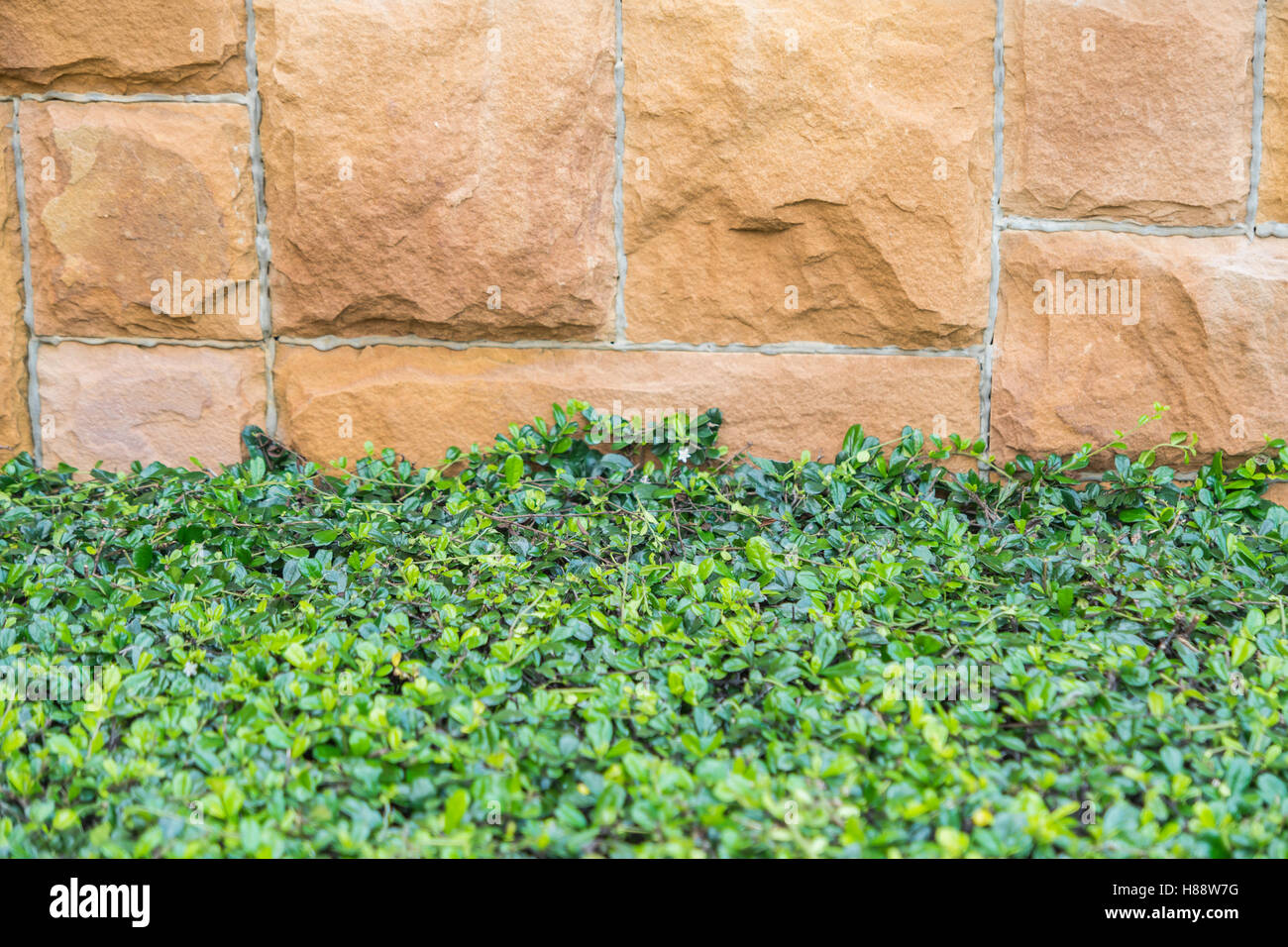 Grass, plants leafs and gravel concrete background. Decorative exterior ...