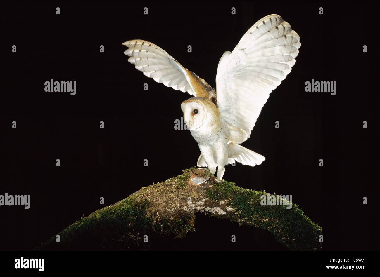 Barn Owl (Tyto alba) perching on tree branch at night with wings spread ...