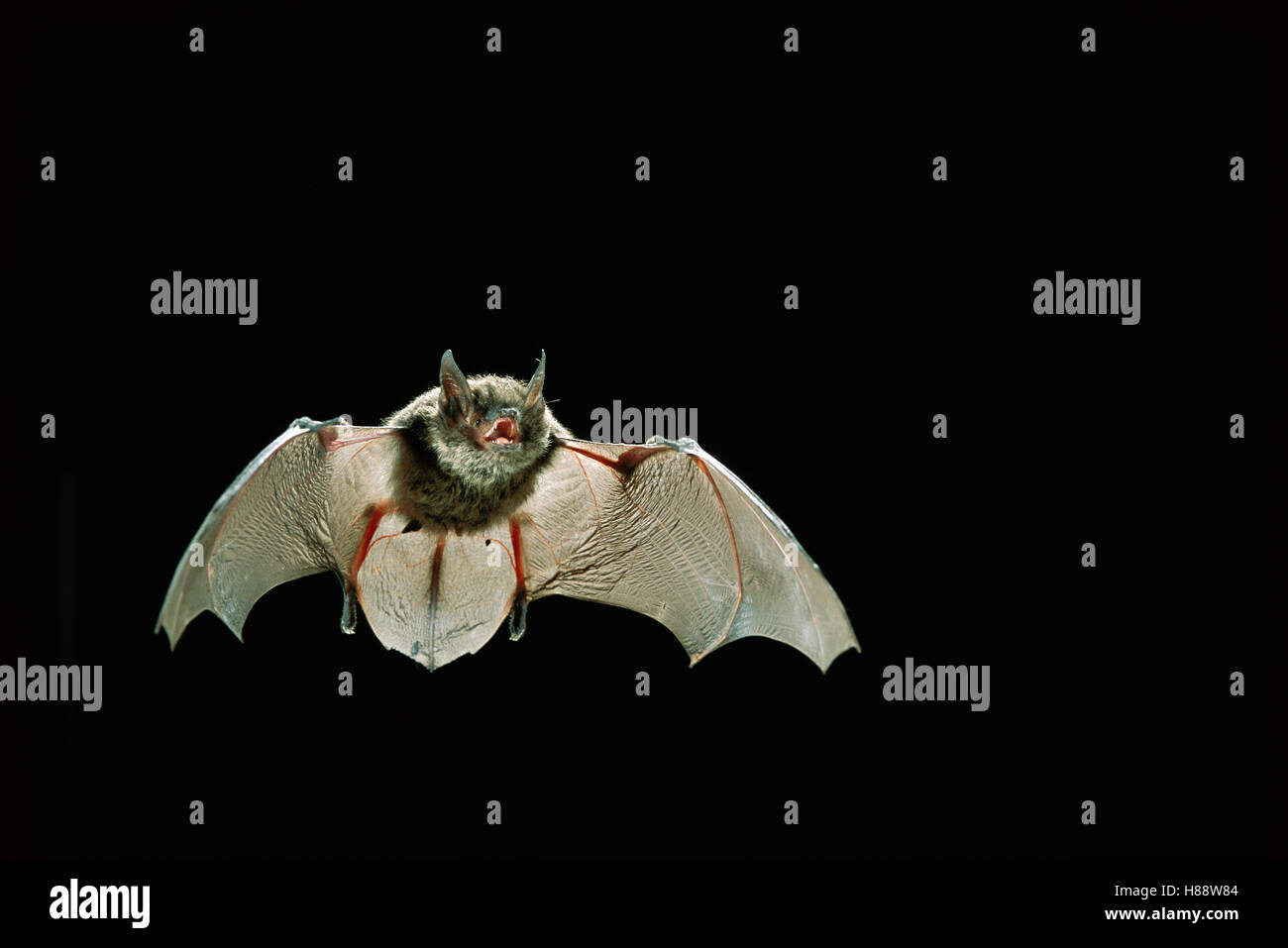 Yuma Myotis (Myotis yumanensis) bat, juvenile flying at night, Rogue ...