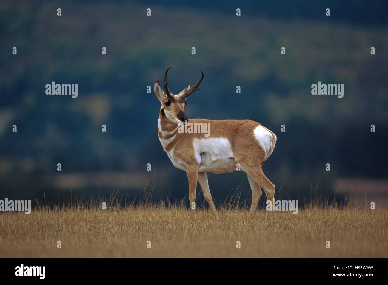 Pronghorn Antelope (Antilocapra americana) male on grassland, Hart ...