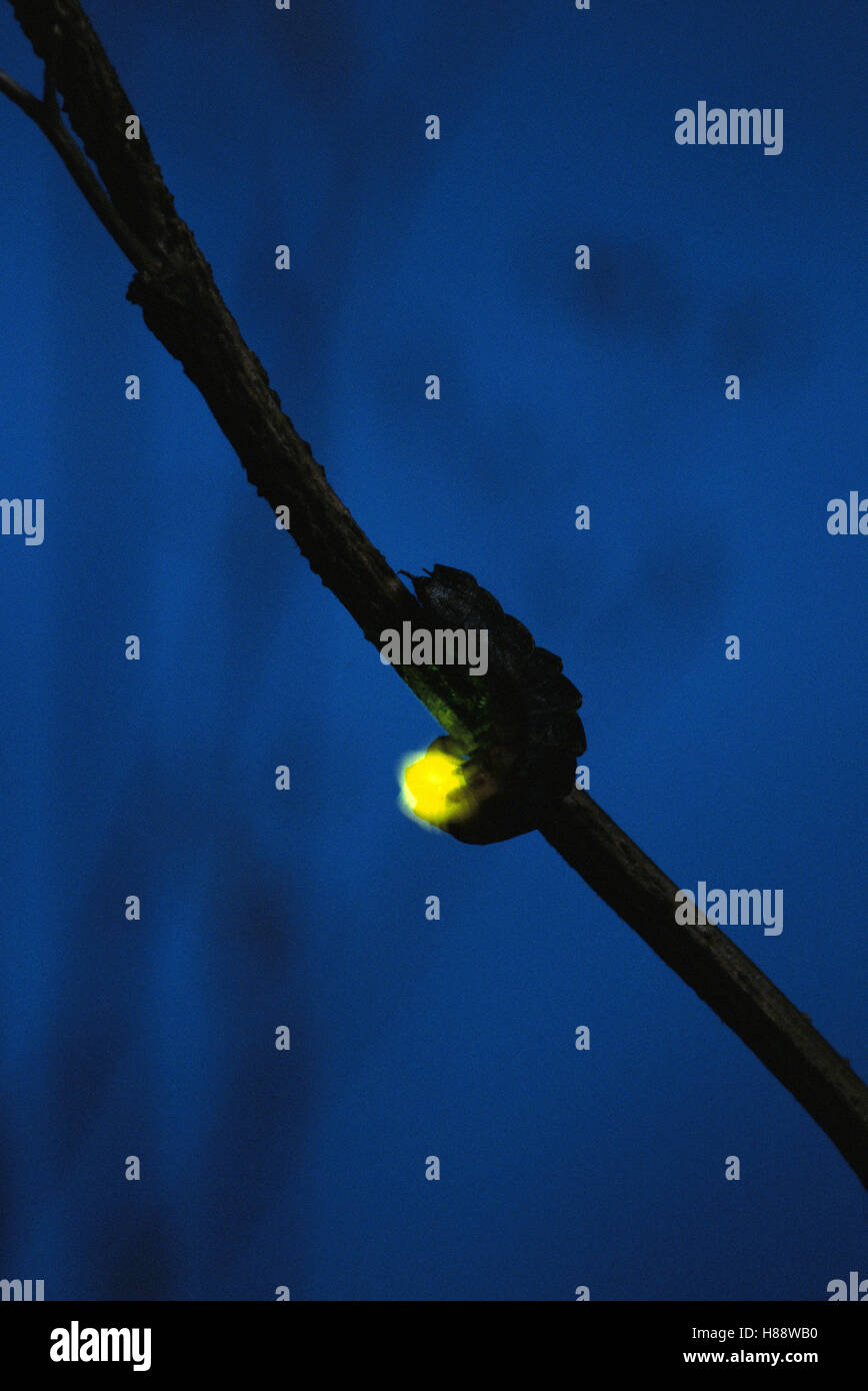 Douglas Fir Glow-worm (Pterotus obscuripennis) displaying ...