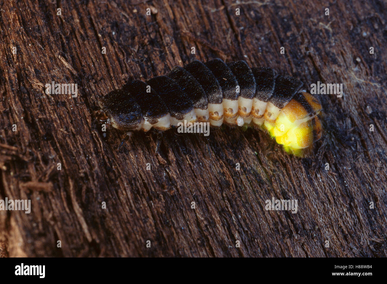 Douglas Fir Glow-worm (Pterotus obscuripennis) displaying ...