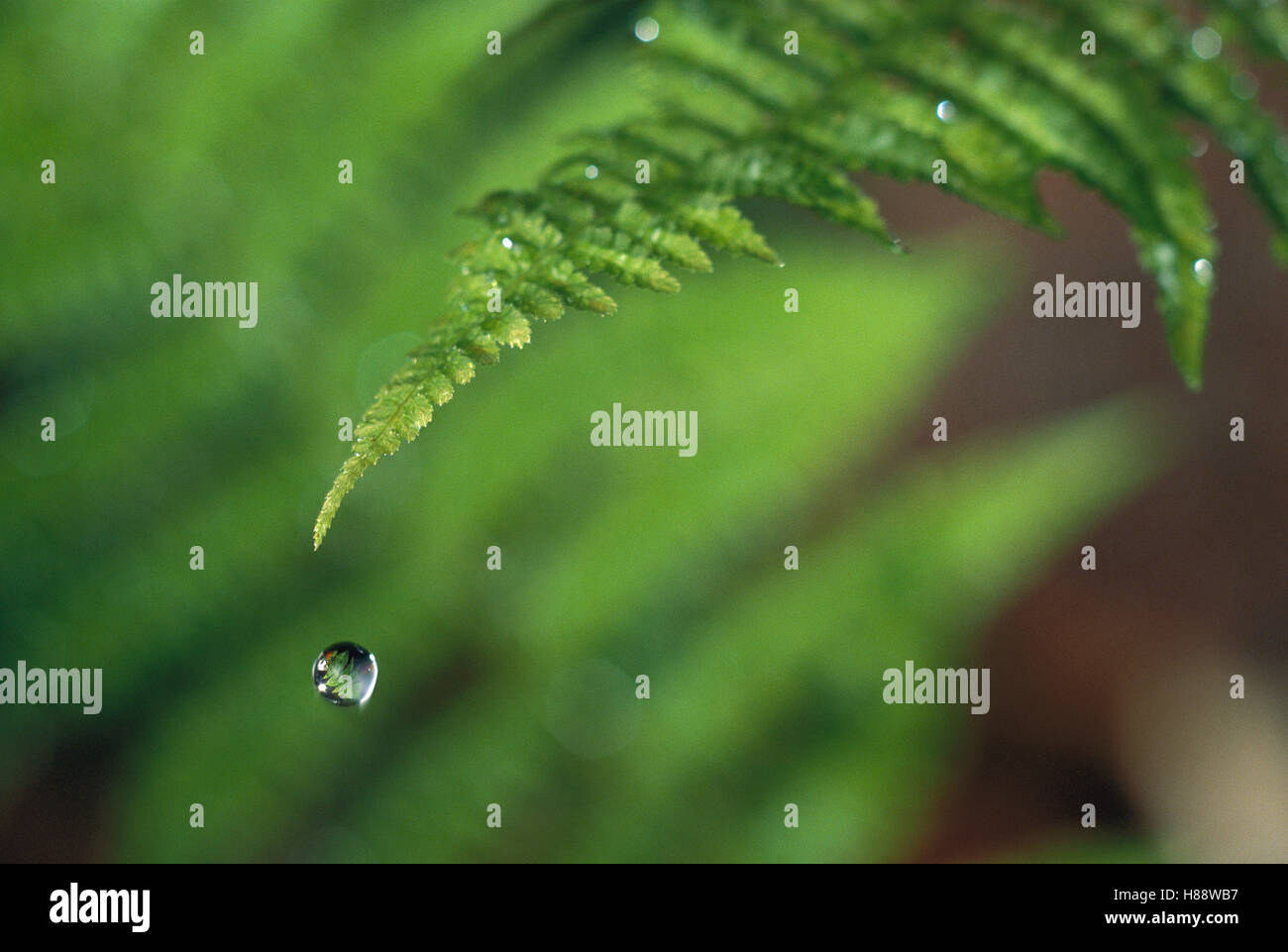 Water droplet falling from fern leaf, North America Stock Photo - Alamy
