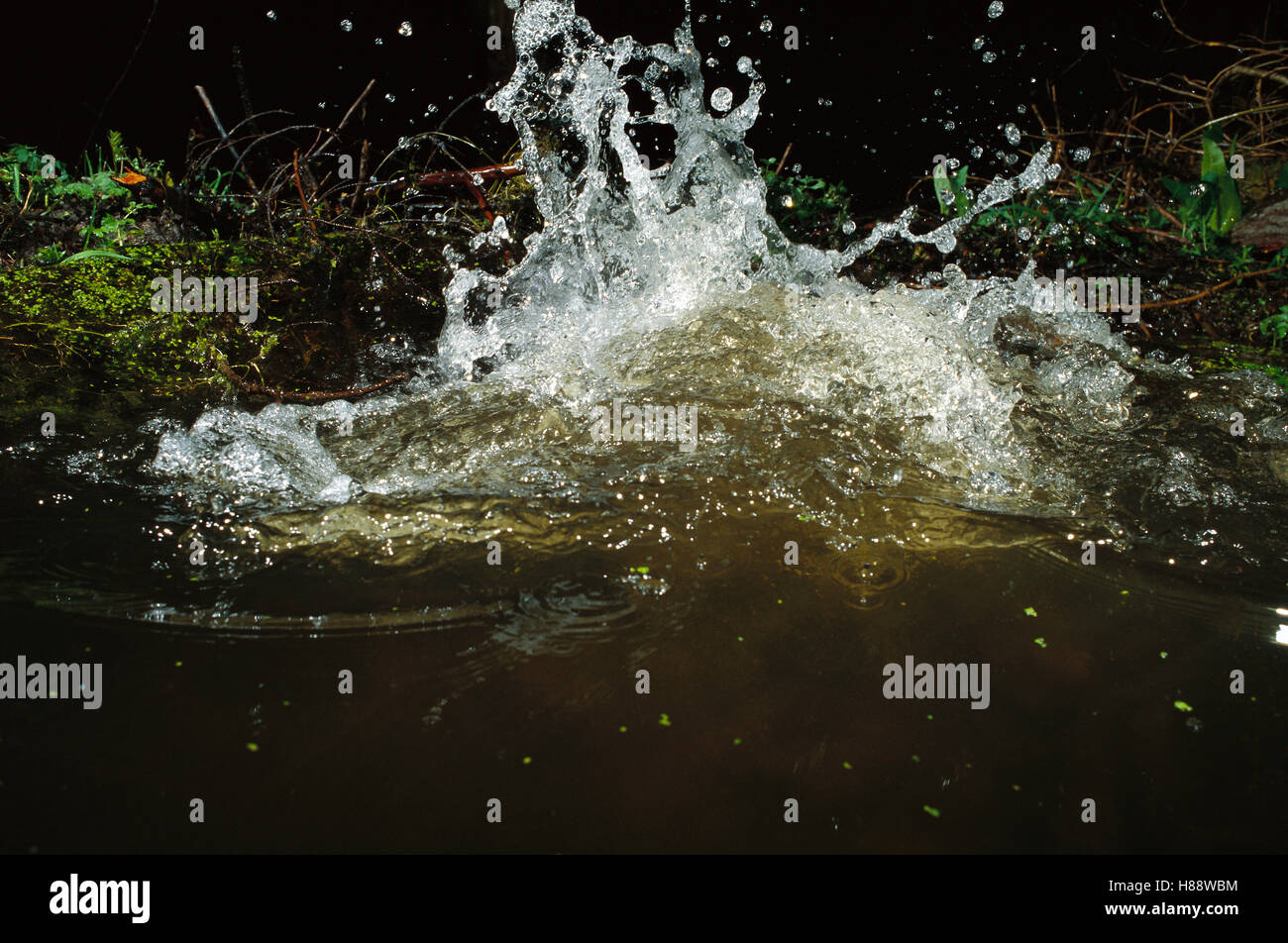 American Beaver (Castor canadensis) splashing water with tail in ...