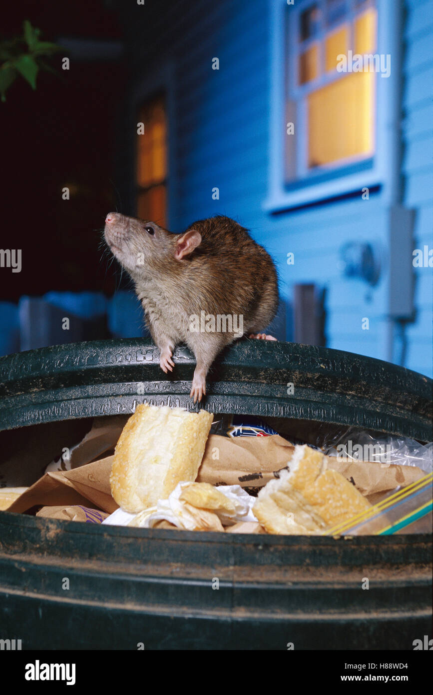 Brown Rat (Rattus norvegicus) raiding urban garbage, common pest ...