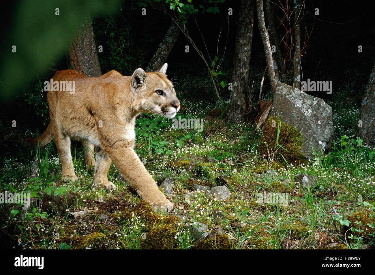 Mountain Lion (Puma concolor) wild animal walking through forest at ...