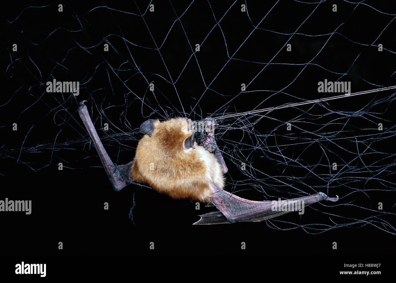 Big Brown Bat (Eptesicus fuscus) caught in mist net set by researchers ...