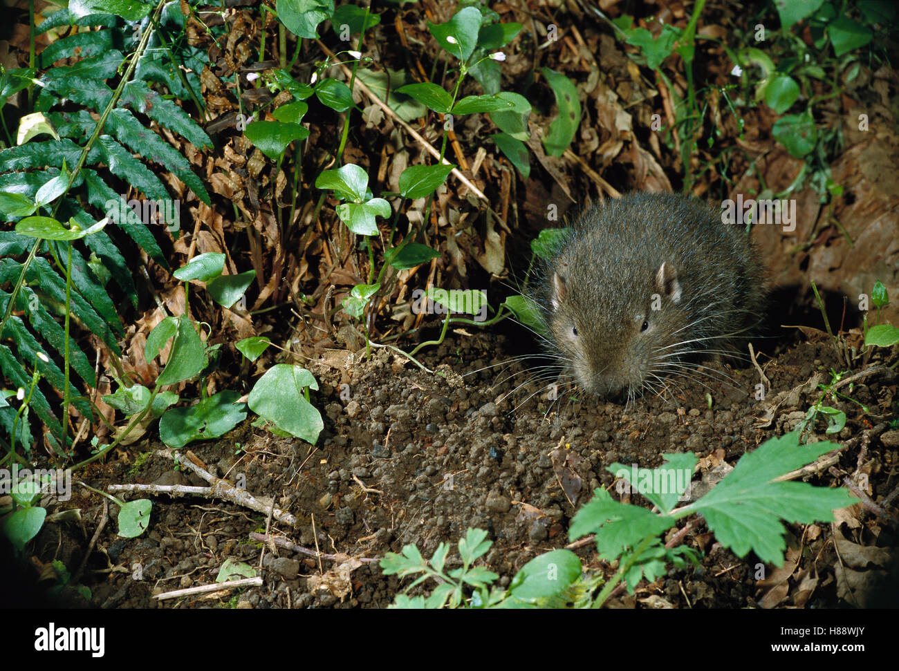 Mountain Beaver (Aplodontia rufa) at night, not truly a Beaver but a ...