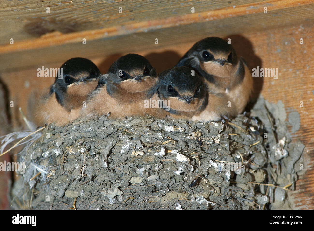 Barn Swallow (Hirundo rustica) chicks in nest, North America Stock ...