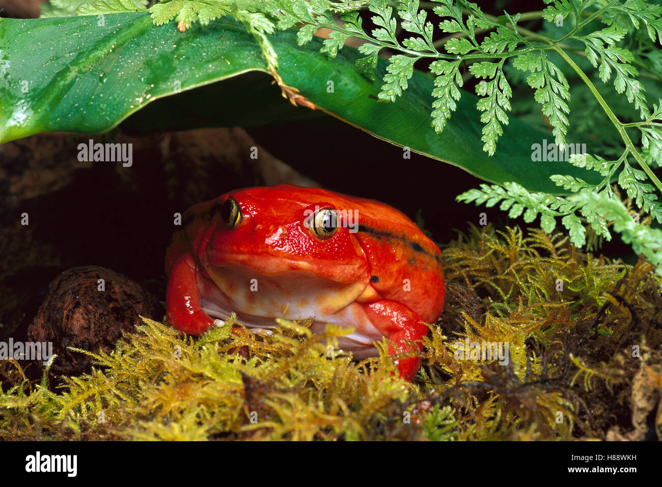 Tomato Frog (Dyscophus antongilii) female, very rare in nature, native ...