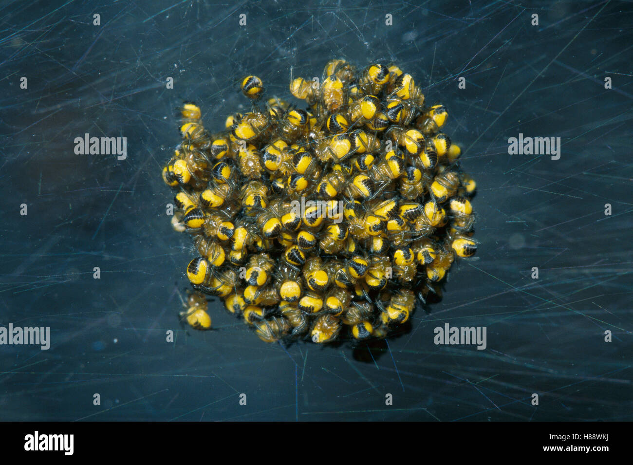 Garden Orb Weaver Spider (Eriophora transmarina) spiderlings hatching ...