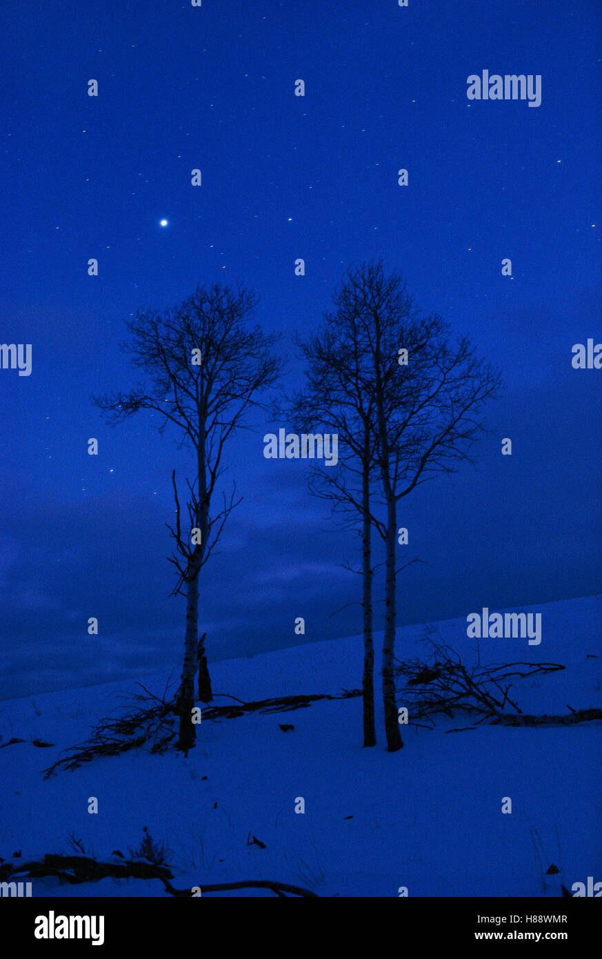 Quaking Aspen (Populus tremuloides) trees in winter, at dusk, Nature ...