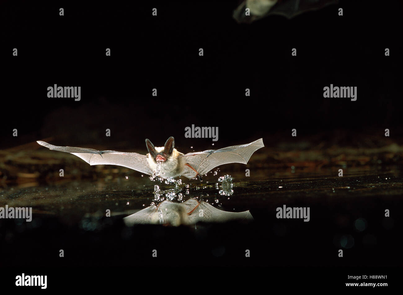 Western Long-eared Myotis (Myotis evotis) bat, drinking water from pond ...