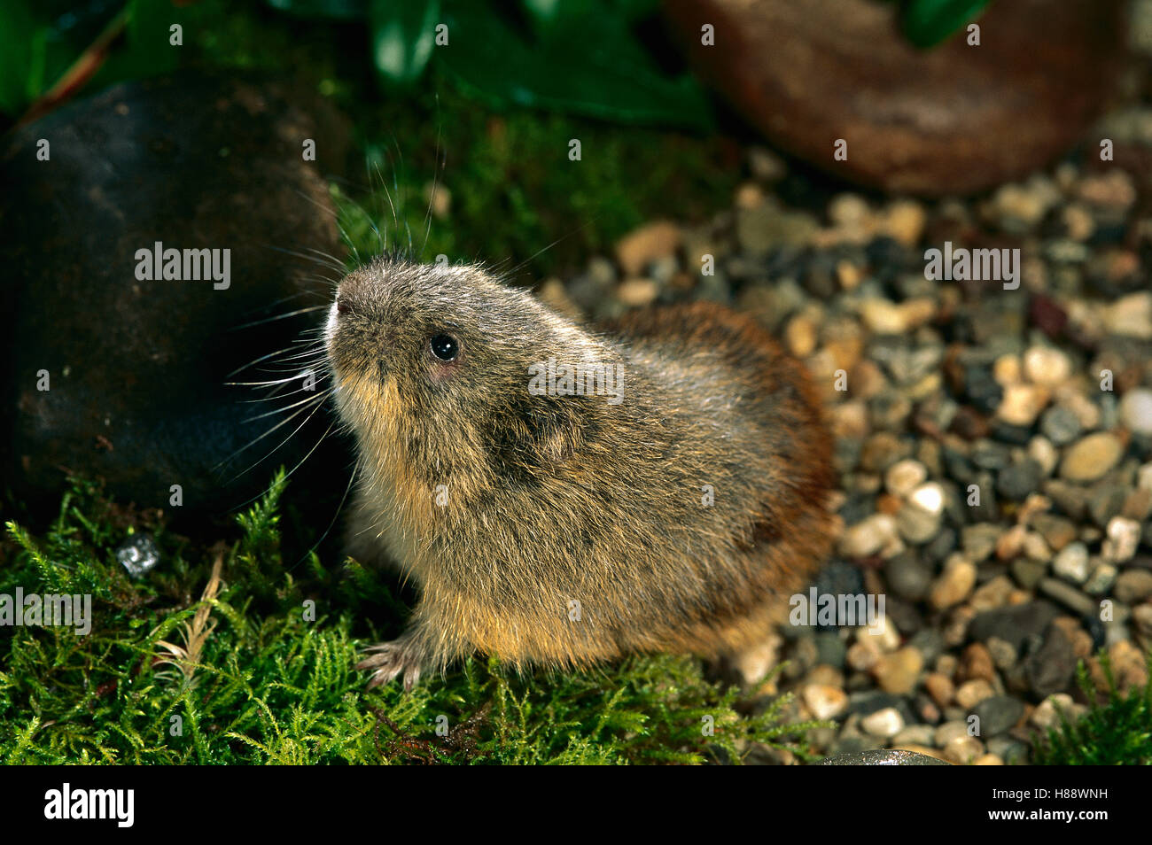 Brown Lemming (Lemmus sibiricus) occurs across upper latitudes of the ...