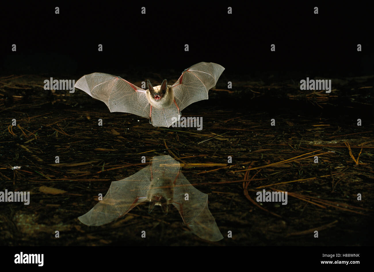 Western Long-eared Myotis (Myotis evotis) bat, flying over pond ...